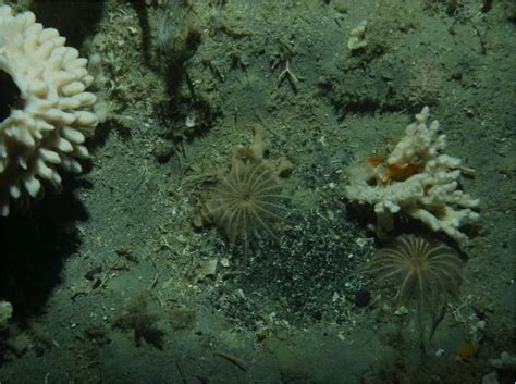 Habitat0forming Benthic Invertebrates Earth Sciences New Zealand Niwa