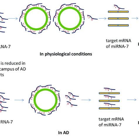 Possible Role Of Cirs 7 In Ad Cirs 7 Contains More Than 70