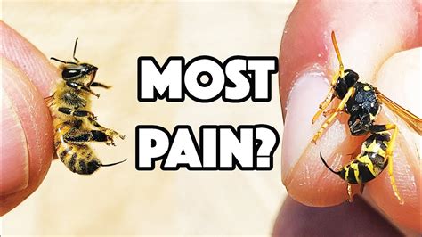 Yellow Jacket Vs Wasp Sting