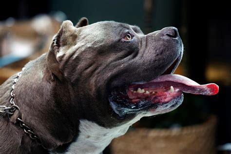 Los 10 Puntos Clave Sobre La Polémica Ley Que Prohíbe A Los Perros De Raza American Bully Xl En
