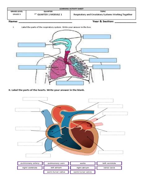 G 9 Unit 1 Module 1 Quiz Pdf Genotype Dominance Genetics