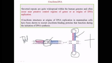 Cruciform Dna Youtube