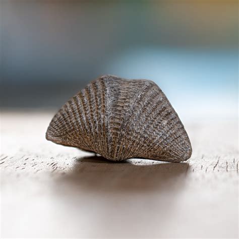 Brachiopod Pocket Fossil Stemcell Science Shop
