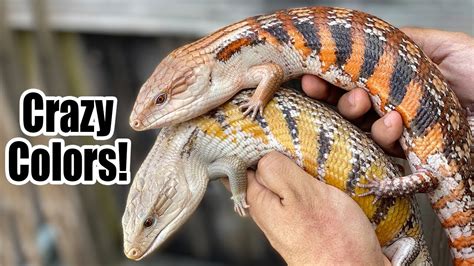 Blue Tongue Skink Morphs