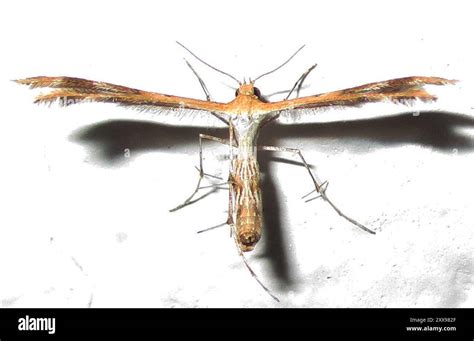 Plume Moths Pterophoridae Insecta Cut Out Stock Images And Pictures Alamy