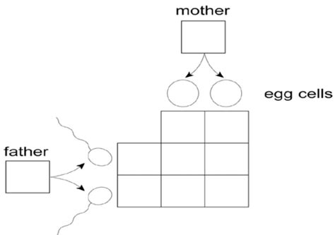 Patterns Of Inheritance Flashcards Quizlet