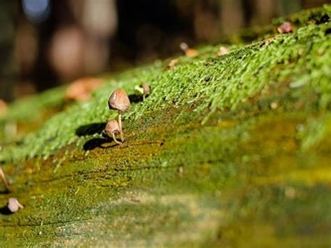 Natures Recyclers The Decomposers
