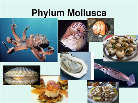 Examples Of Phylum Mollusca