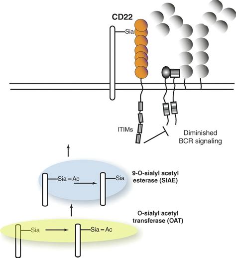 Siae Regulates The Availability Of Siglec Ligands On B Cells And Thus Download Scientific