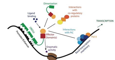 Transcription Factors Transcription Factors