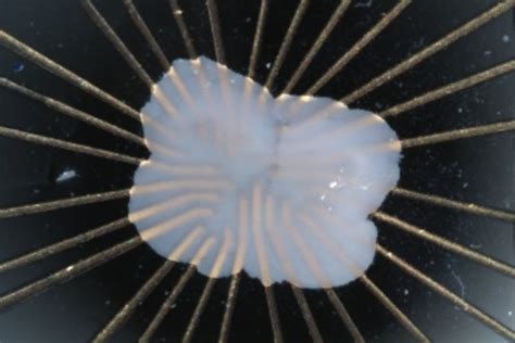 What Is A Multielectrode Array Mea