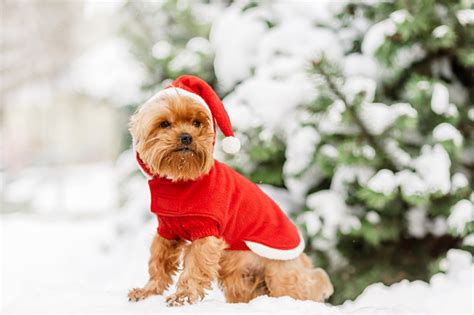 크리스마스와 새해 복 많이 받으세요 산타 모자에 귀여운 표정을 가진 요크셔 테리어 12월에 대한 스톡 사진 및 기타 이미지