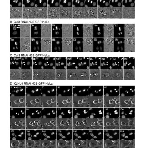 Structures Of Mps1ttk And Haspin A Structure Of Mps1ttk Captured