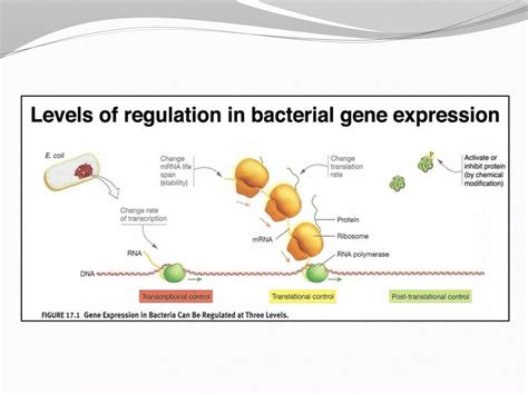 Bacterial Pathogenesis And Virulence Factors Pdf Infectious Diseases Diseases And Conditions