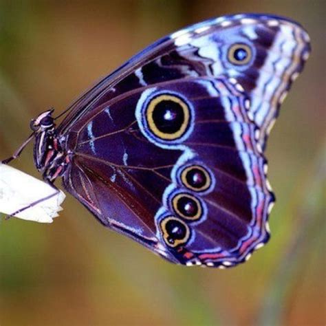 Mariposa Exotic Butterfly Blue Owl Butterfly Pictures Of Owl