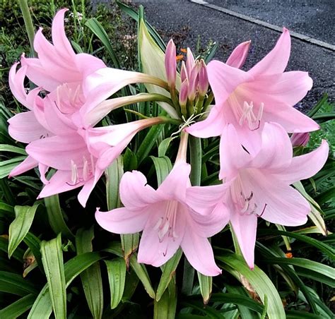ナツズイセン夏水仙 tohsamaのブログ