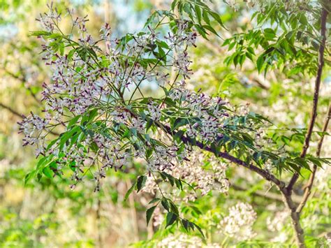 Are Chinaberry Trees Poisonous Poison Control