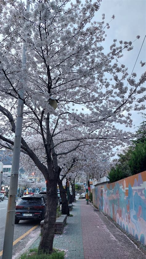 메이플스토리 인벤 벚꽃 짱많이 폈다 메이플스토리 인벤 자유게시판 메이플스토리 인벤 벚꽃 짱많이 폈다 메이플스토리 인벤 자유게시판