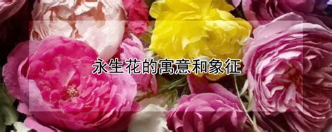 永生花的寓意和象征 发财农业网
