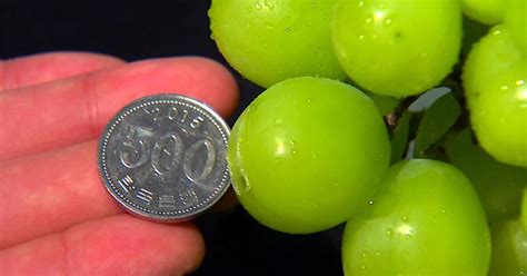 5백 원보다 큰 포도 Sns 등에 업은 샤인머스캣 열풍