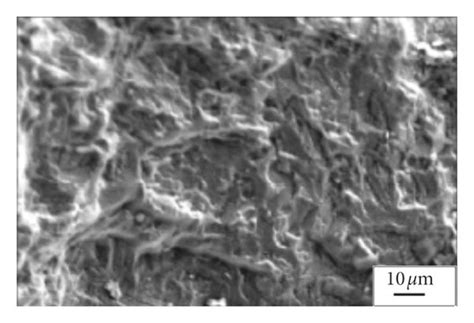 Scanning Electron Micrographs Fractured Surface Of A Uncoated Download Scientific Diagram