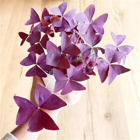 Propagating Oxalis Triangularis The Jungle Collective