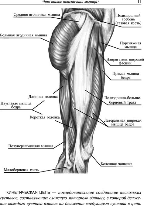 Прямая мышца бедра 68 фото