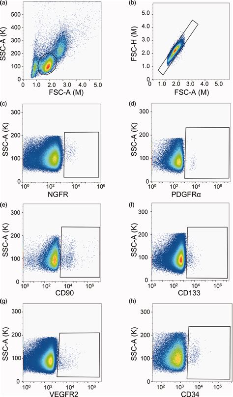 Gating Strategy For Flow Cytometry Assay Flow Cytometry Was Used To Download Scientific