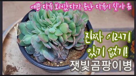 예뻐진 키핑장 다육이들 살펴보다가 잿빛곰팡이병에 걸린 브링클스블루철화를 발견했어요 Youtube