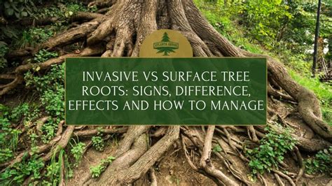 Invasive Vs Surface Tree Roots Signs Differences Effects And How To Manage Atlanta Arbor