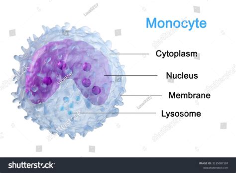 Monocyte Structure