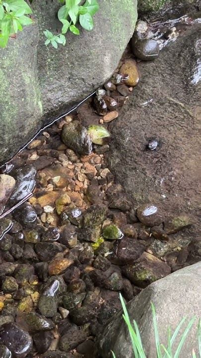 개구리찾기 힐링 반가워 귀여운 안녕 Beautiful 재미 웃긴 너무귀여워 Nature Youtube