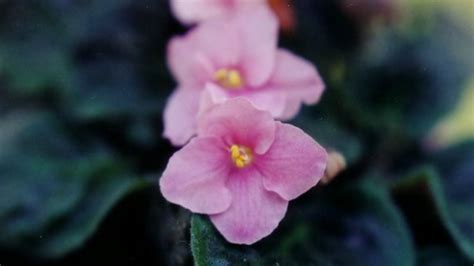 Can African Violets Grow Outside Grow Flovers