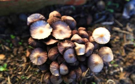 devopschat articles avoid clustering of microservice instances