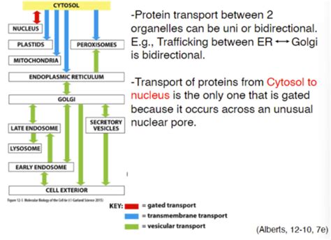 Lecture Flashcards Quizlet Lecture Flashcards Quizlet