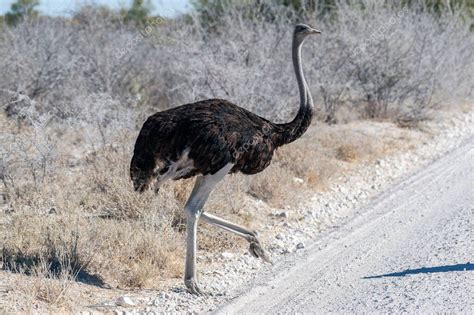 Primer Plano De Un Avestruz Sudafricano Struthio Camelus Australis