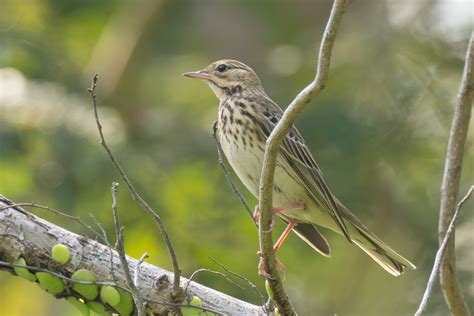 Tree Pipit Birds Of Singapore