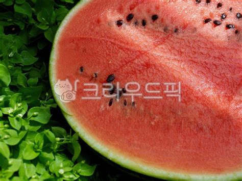 수박 워터멜론 여름 과일 신선한 사진이미지일러스트캘리그라피 Jameshan3035작가
