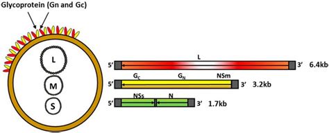 Schematic Illustration Of Rvfv Genome Organization Left Panel Shows
