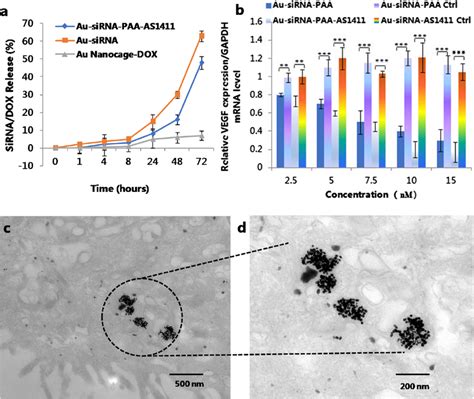 In Vitro Sirna Drug Release Gene Silence Efficacy And Download Scientific Diagram