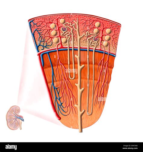 What Are Peritubular Capillaries At Carolann Ness Blog