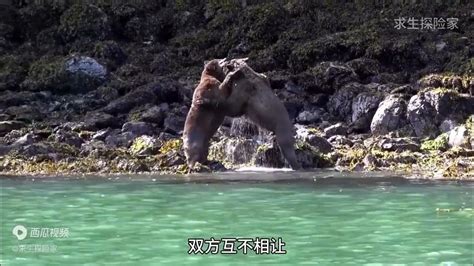 两头棕熊正在谈恋爱，遭另一头公熊横刀夺爱，大战一触即发 Youtube