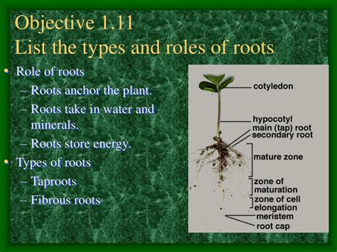 Ppt Introduction To Plant Science Powerpoint Presentation Free Download Id6905558