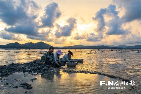 福州马尾琅岐蛏农抢收黑宝石 中国福建三农网