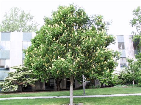 Ohio Buckeye Natural Resources