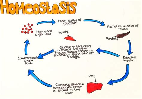 Stem Cells Gcse Biology Wjec Lilysrevisionnotes Artofit