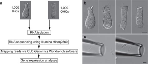 Transcriptomes Of Cochlear Inner And Outer Hair Cells From Adult Mice Pmc