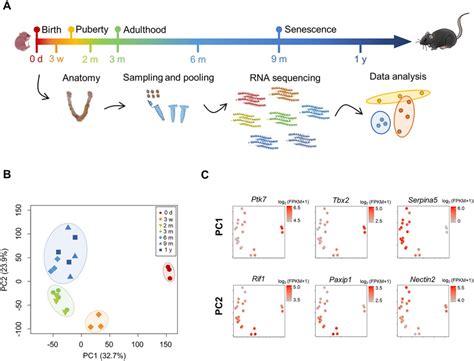 Global Transcriptome Patterns Of Mouse Ovaries Over The Reproductive Download Scientific