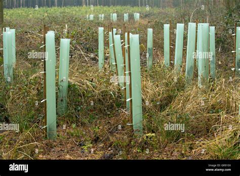 Protection From Browsing Deer Hi Res Stock Photography And Images Alamy