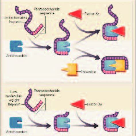 Catalysis Of Antithrombin Mediated Inactivation Of Thrombin Or Factor